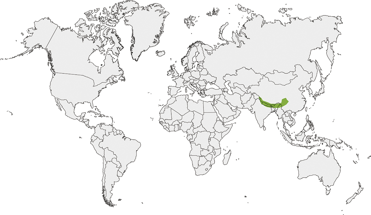 Panda roux - Groupe - Zoo du bois d'Attilly